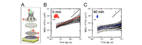 Ballistic Injection And Tracking Of Nanoparticles Embedded In The Download Scientific Diagram