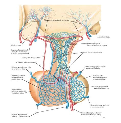 Pin On Anatomy Cardiovascular