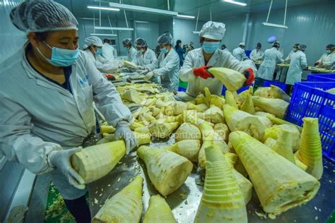 江西资溪：竹笋深加工 人民图片网