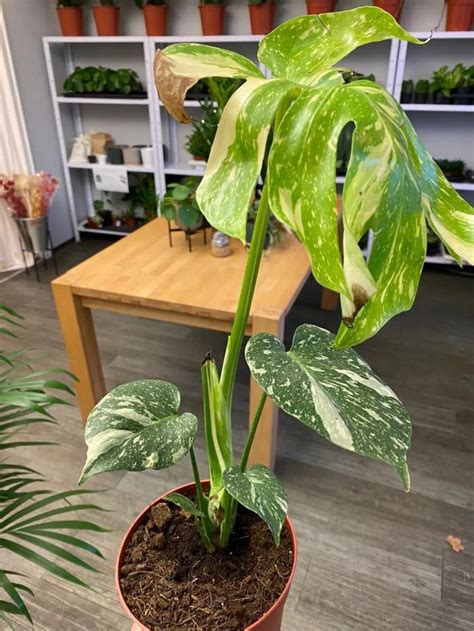 带锦的龟背竹认识这11种就够了，养一两种就满足了