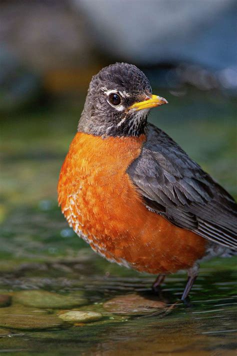 American Robins Are Fall Nomads In Houston Neighborhoods