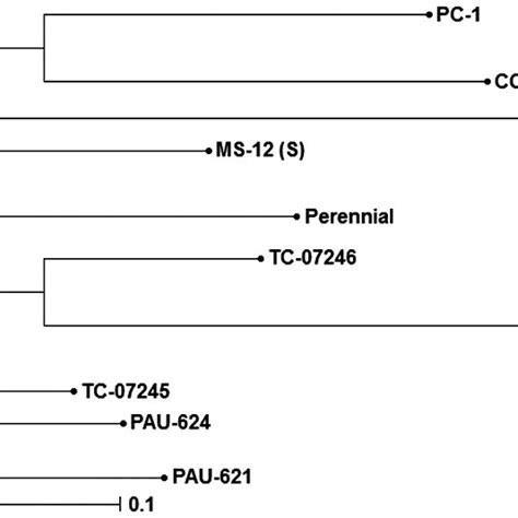 Dendrogram Produced By Upgma Cluster Analysis From Ssrs Data Generated