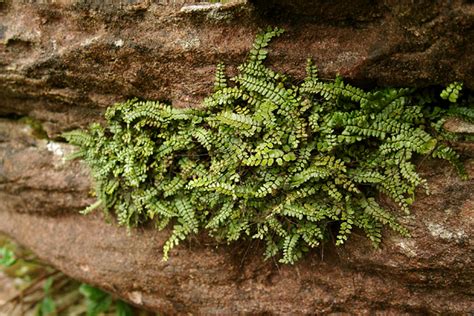 Asplenium Trichomanes Ssp Pachyrachis