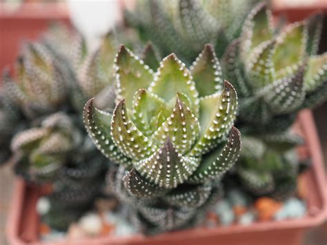 Хавортия Рейнвардта (Haworthia rеinwаrdtii),4-6 см