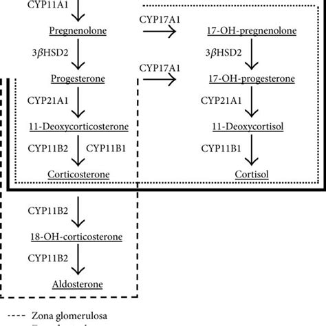 Pathway Of Corticosteroid Synthesis In The Adrenal Cortex Dashed Lines