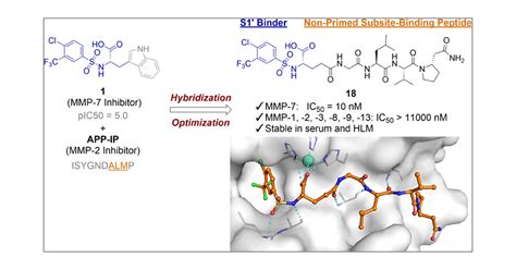 Discovery Of Highly Potent And Selective Matrix Metalloproteinase 7