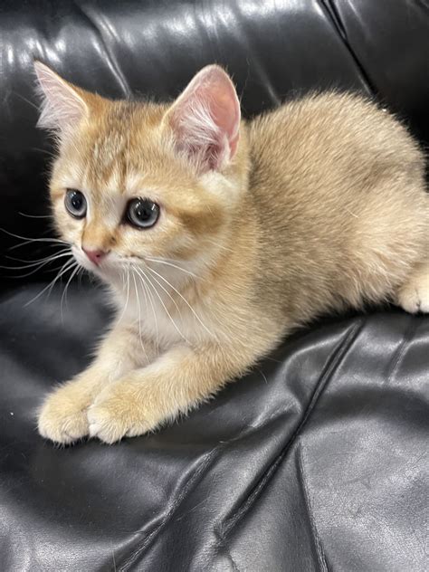 Золотая шиншилла Шотландский котенок Кот