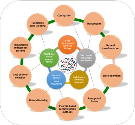 Schematic Overview Of Transformation And Genome Editing Methods