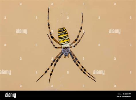 Wasp Spider Argiope Bruennichi In The Garden Zebra Spider Tiger