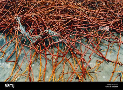 Roots Of Palm Trees Stock Photo Alamy