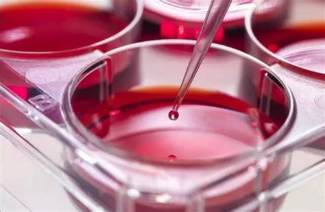 细胞培养图片 细胞实验 细胞培养瓶 第9页 大山谷图库