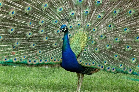 Indian Peacock Birds And Blooms