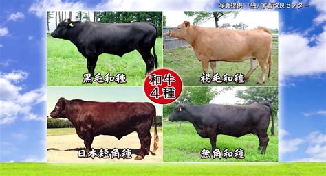 絶品の日本産和牛は海外でも大人気！牛肉大国オーストラリアで日本産和牛が評価されつつある現在、いかにして日本の和牛売り込んでいるのか？ 生活