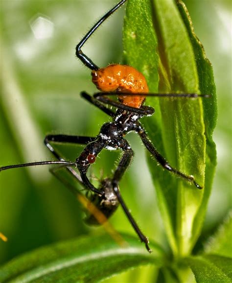 231 best weird bugs images on pinterest insects bugs and butterflies