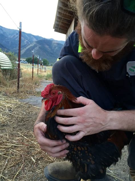 Taming Chickens • Longbourn Farm
