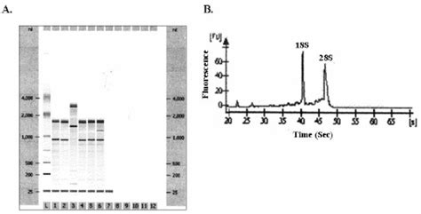 Analysis Of Rna Quality By Using Agilent 2100 Bioanalyzer Download Scientific Diagram