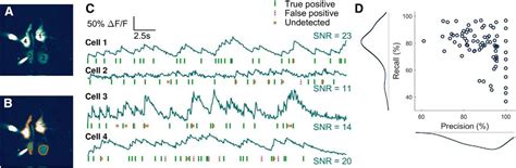 Able An Activity Based Level Set Segmentation Algorithm For Two Photon