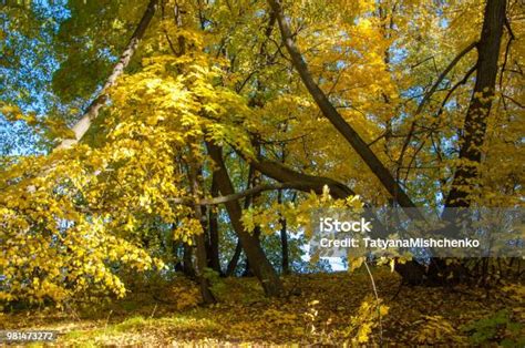 가 풍경 백 화 나무 오크 단풍나무 단풍 오래 된 잔디에에서 그려졌다 아름 다운 화려한 단풍 녹색 노랑 오렌지 레드의 컬렉션 0명에 대한 스톡 사진 및 기타 이미지 Istock
