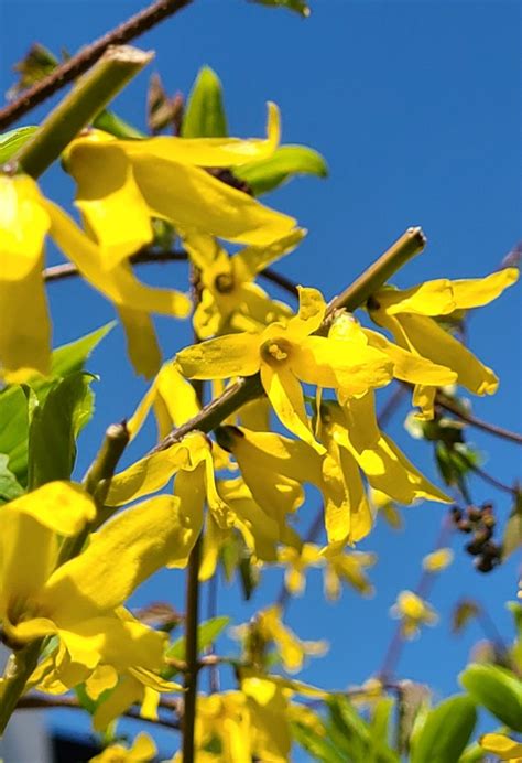 レンギョウ季節の花と花言葉 kensan 0427さんのﾌﾞﾛｸﾞ