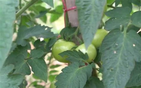 西红柿是什么植物 蜜源植物 酷蜜蜂