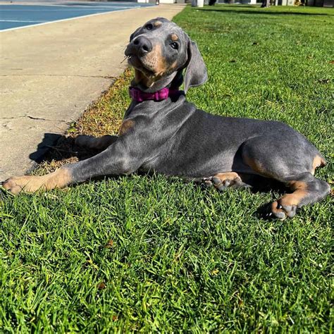 Blue Doberman Pinscher Everything You Didnt Know And More