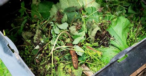 Can You Compost Nut Shells Whats Okay And Whats Not