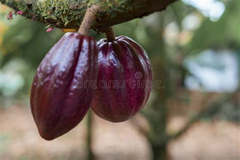 Red Cocoa Bean On The Tree In Costa Rica Stock Image Image Of Seed Garden 282232429