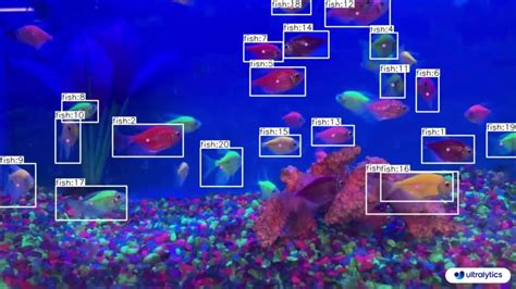 [video] muhammad rizwan munawar on linkedin computervision objectdetection aquaculture