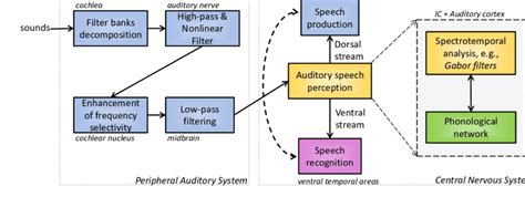 Simplified Functional Model Of Human Speech Processing A The First