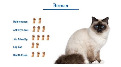 The Birman Cat Breed Everything You Need To Know At A Glance