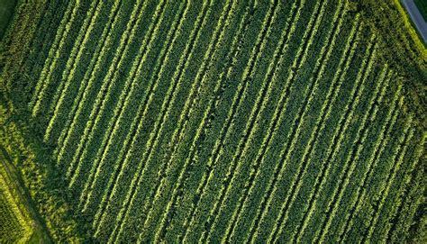 Agri Tech Innovation Cluster Awarded £5 Million Cambridge Enterprise