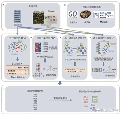 基因富集分析 理解 知乎