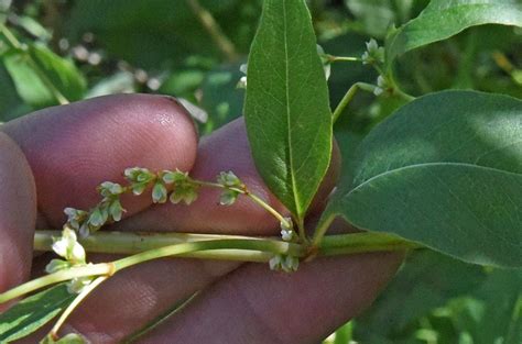 Aconogonon Phytolaccifolium Calflora