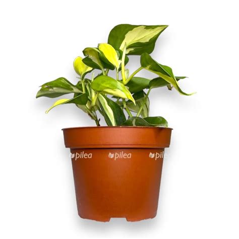 Филодендрон Рио 12/25 купить в Москве с доставкой в интернет магазине Pilea