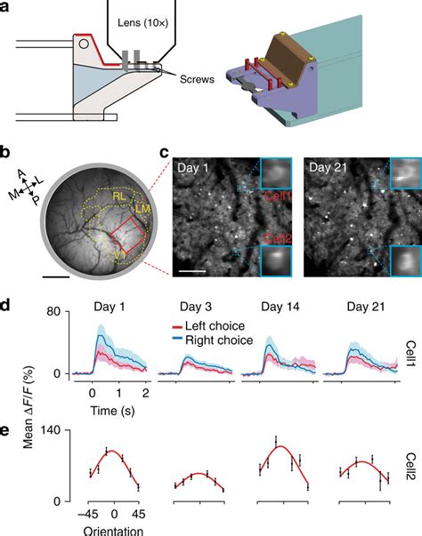 Compatibility Of The Setup With Two Photon Imaging A Left Panel Side Download Scientific
