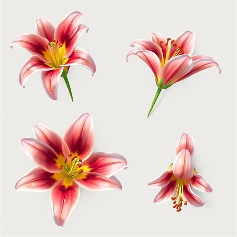 Stunning 2d Lily Illustrations A Floral Odyssey
