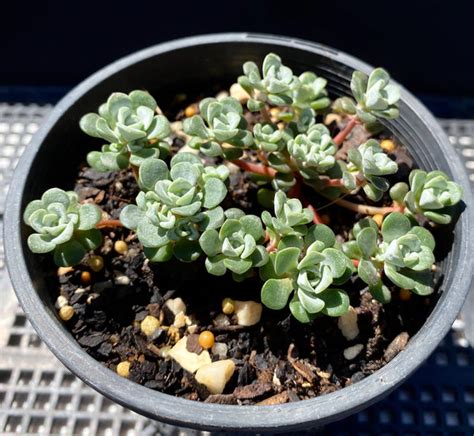 Sedum Silver Blob Rnt Succulents