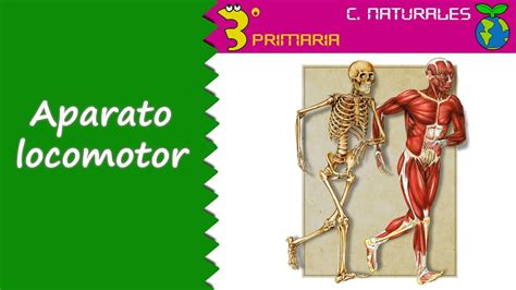 Ciencias De La Naturaleza 3º Primaria Tema 3 El Aparato Locomotor