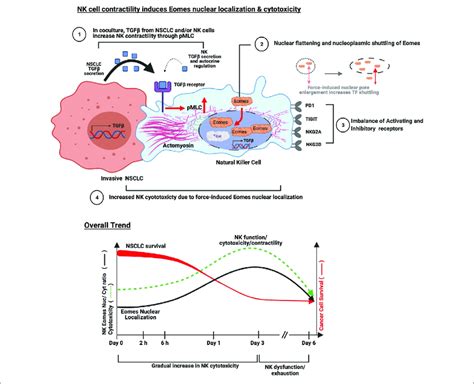 A Model Summarizing Nk Cellular Contractility Which Induces Eomes Download Scientific Diagram
