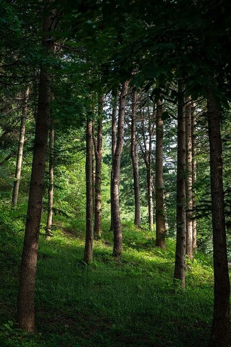 소나무가 울창한 숲속의 풍경과 나무 사이로 들어오는 빛 유토이미지 상세페이지 베이직샵 사진 21548441