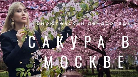 САКУРА В МОСКВЕ | БИРЮЛЕВСКИЙ ДЕНДРОПАРК | ОБЗОР - YouTube