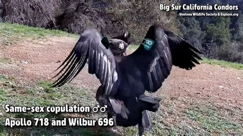 Big Sur Condors🐦same Sex Copulation♂♂apollo 718 And Wilbur 696 2023 01 18 Youtube