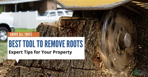 Explore Best Tools For Tree Root Removal Expert Tips