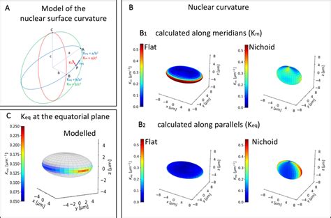 Model Of The Nuclear Surface Curvature A Curvature Analysis Along Download Scientific