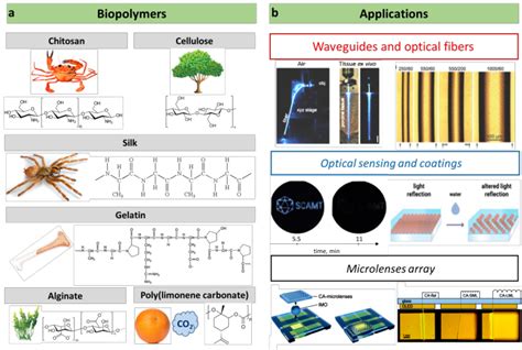 Scheme 1 Scheme Of Typical Biopolymer Structure A And Their Download Scientific Diagram