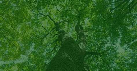 Tree Hazard Assessments The City Arborist