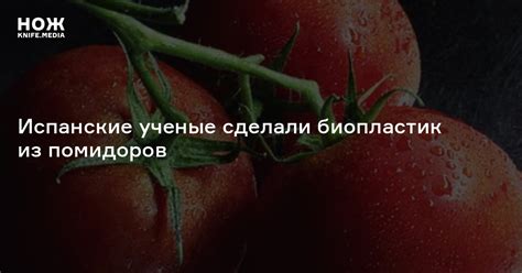 Испанские ученые сделали биопластик из помидоров — Нож