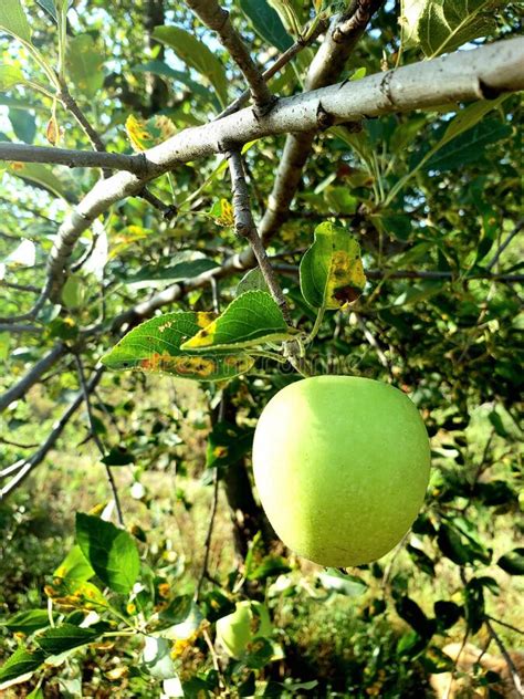 Gymnosporangium Juniperi Virginianae Is A Plant Pathogen That Causes Cedar Apple Rust Stock