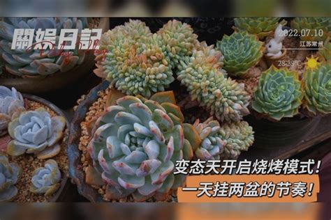 变态天开启烧烤模式！一天挂两盆的节奏，形势有点难控制啊！多肉 多肉度夏烧烤形势节奏