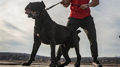 Dangerous Or Protective The Cane Corso Youtube